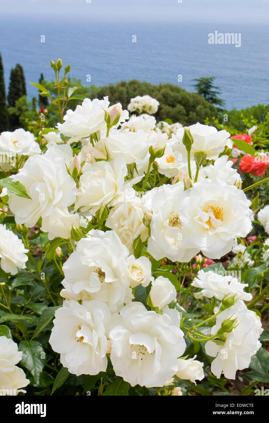 Landscape many white roses on shrub and blue water of sea Stock Photo ...