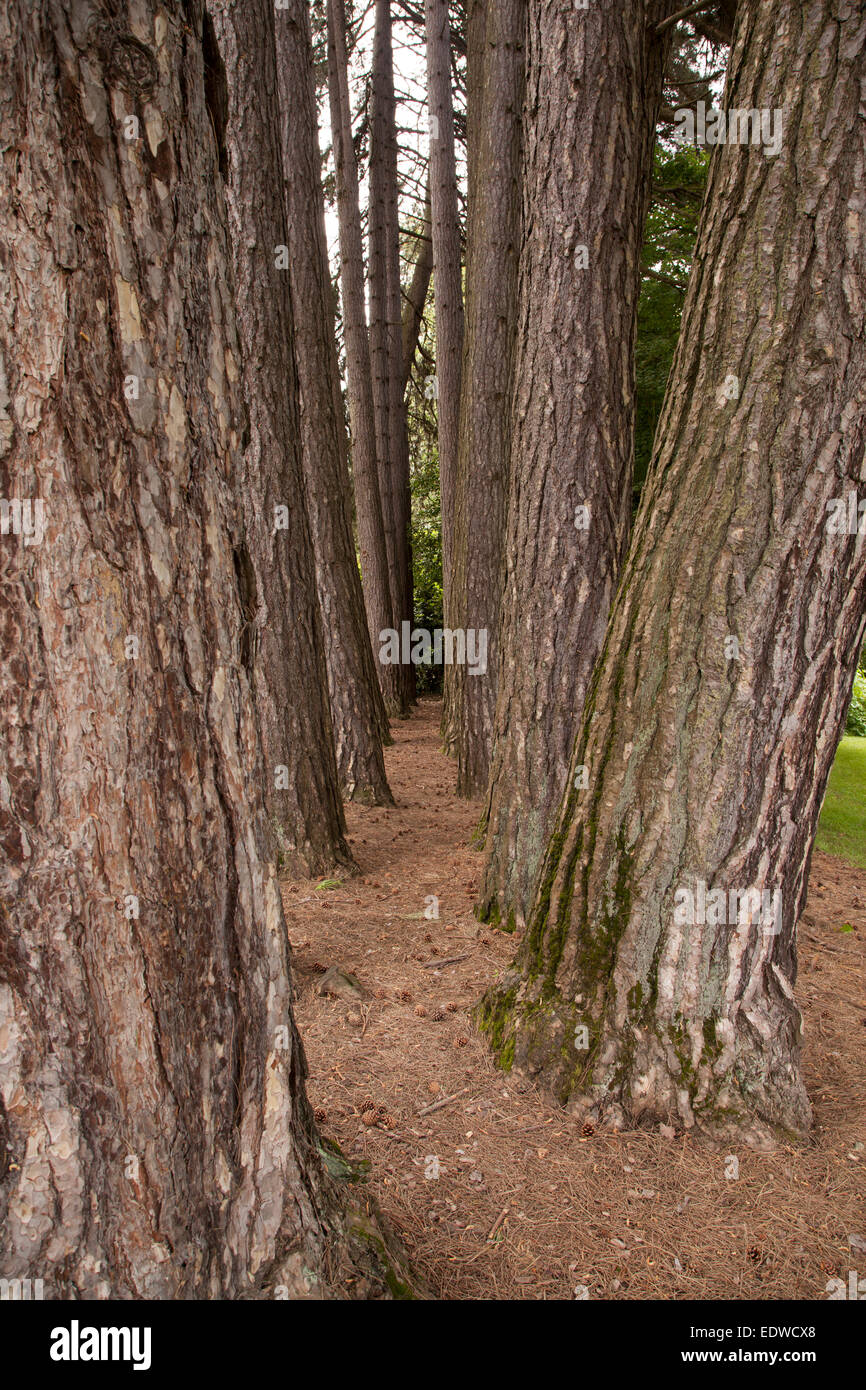 Row of trees Stock Photo - Alamy