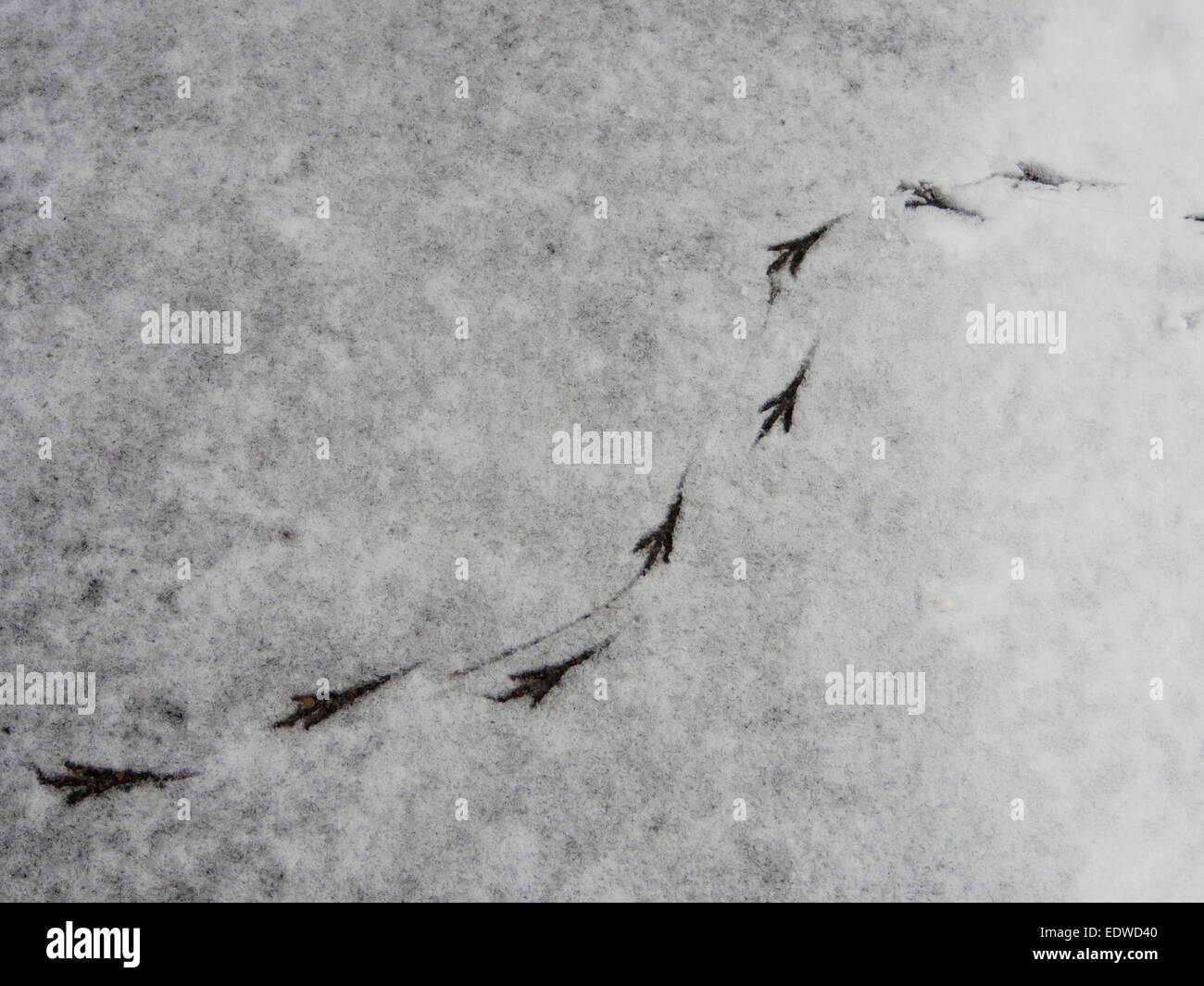 Curved line of magpie footprints across the snow Stock Photo - Alamy