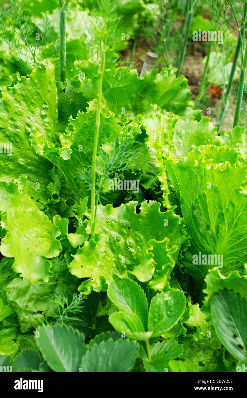 Garden lettuce lactuca sativa hi-res stock photography and images - Alamy