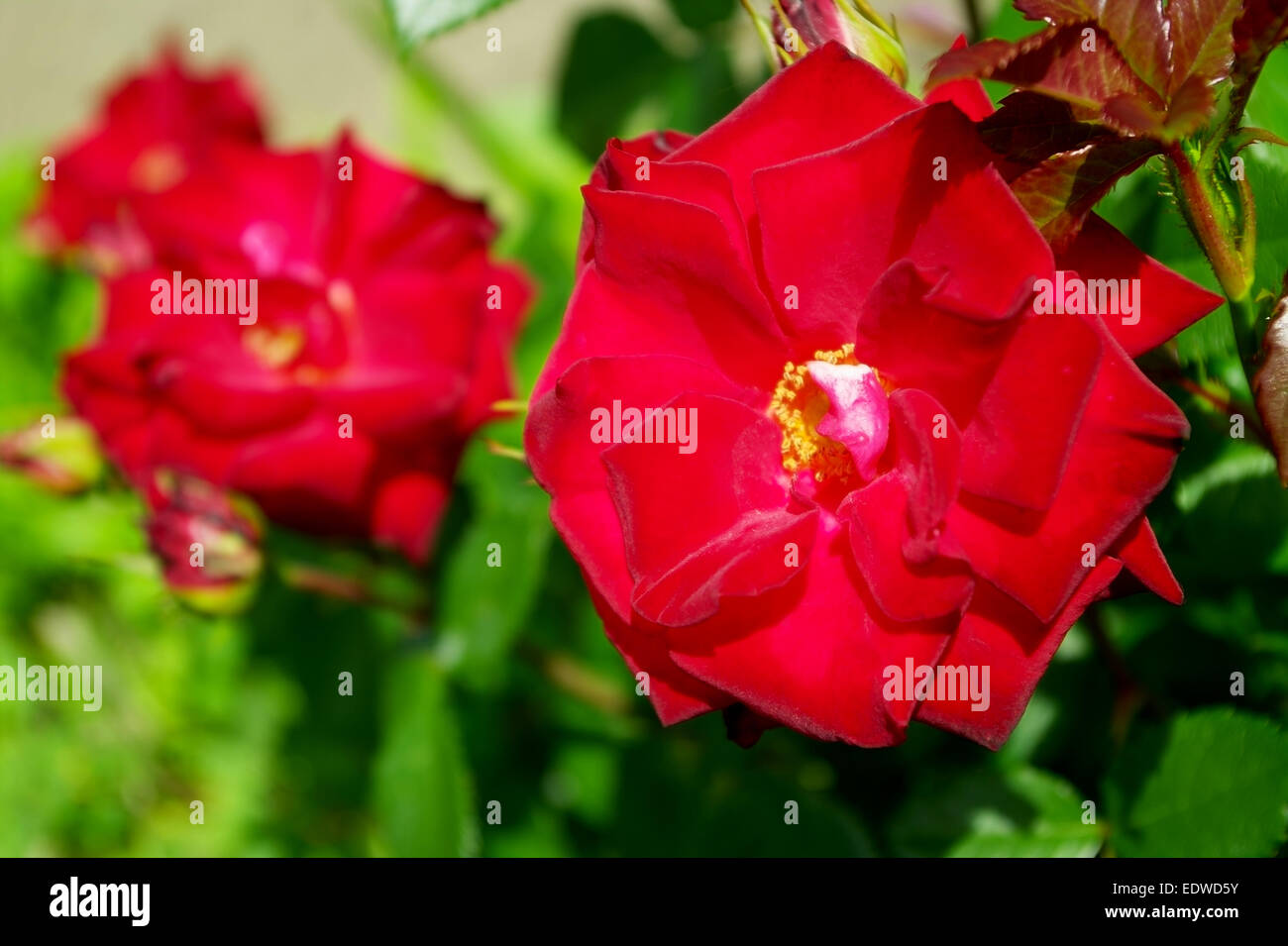 Garden red roses hi-res stock photography and images - Alamy