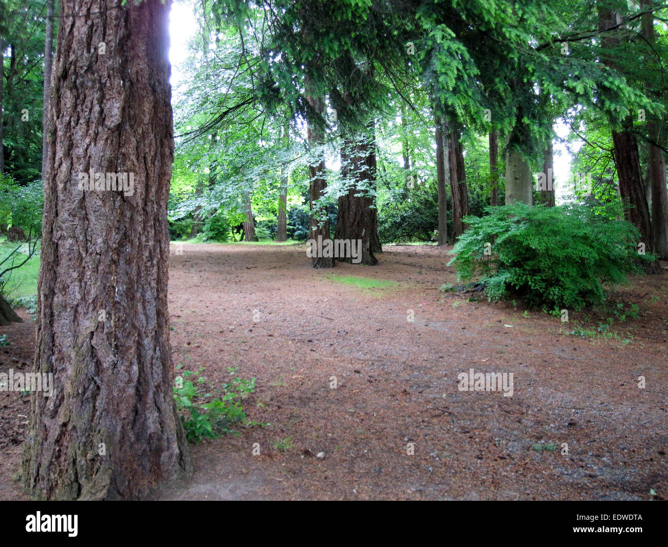 Clearing trees in park hi-res stock photography and images - Alamy