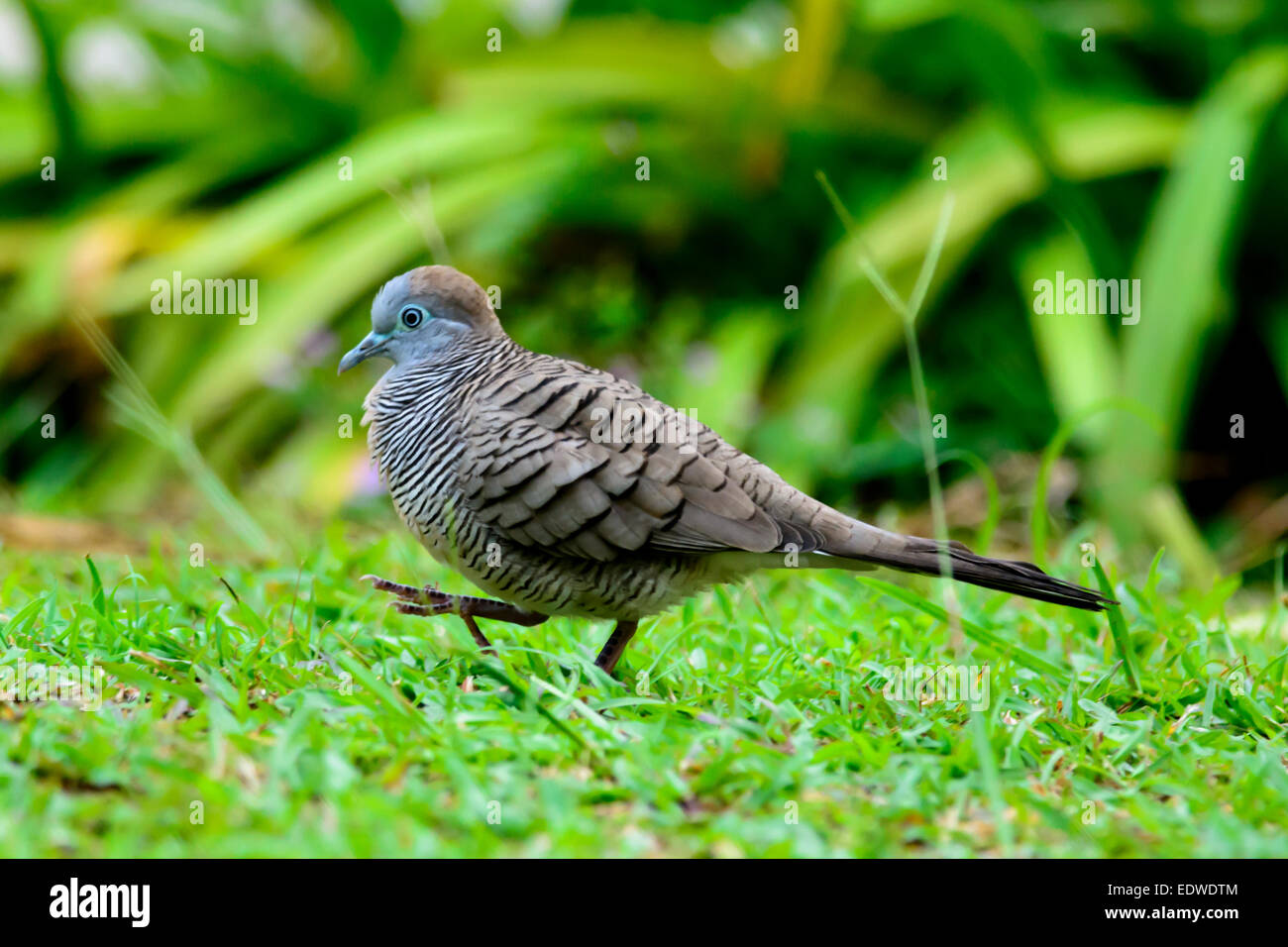 Zebra dove hi-res stock photography and images - Alamy