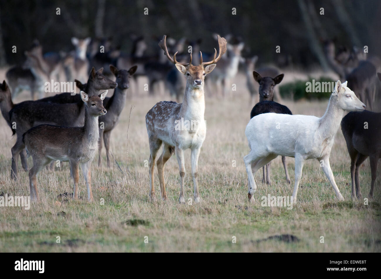 Buck teeth hi-res stock photography and images - Alamy