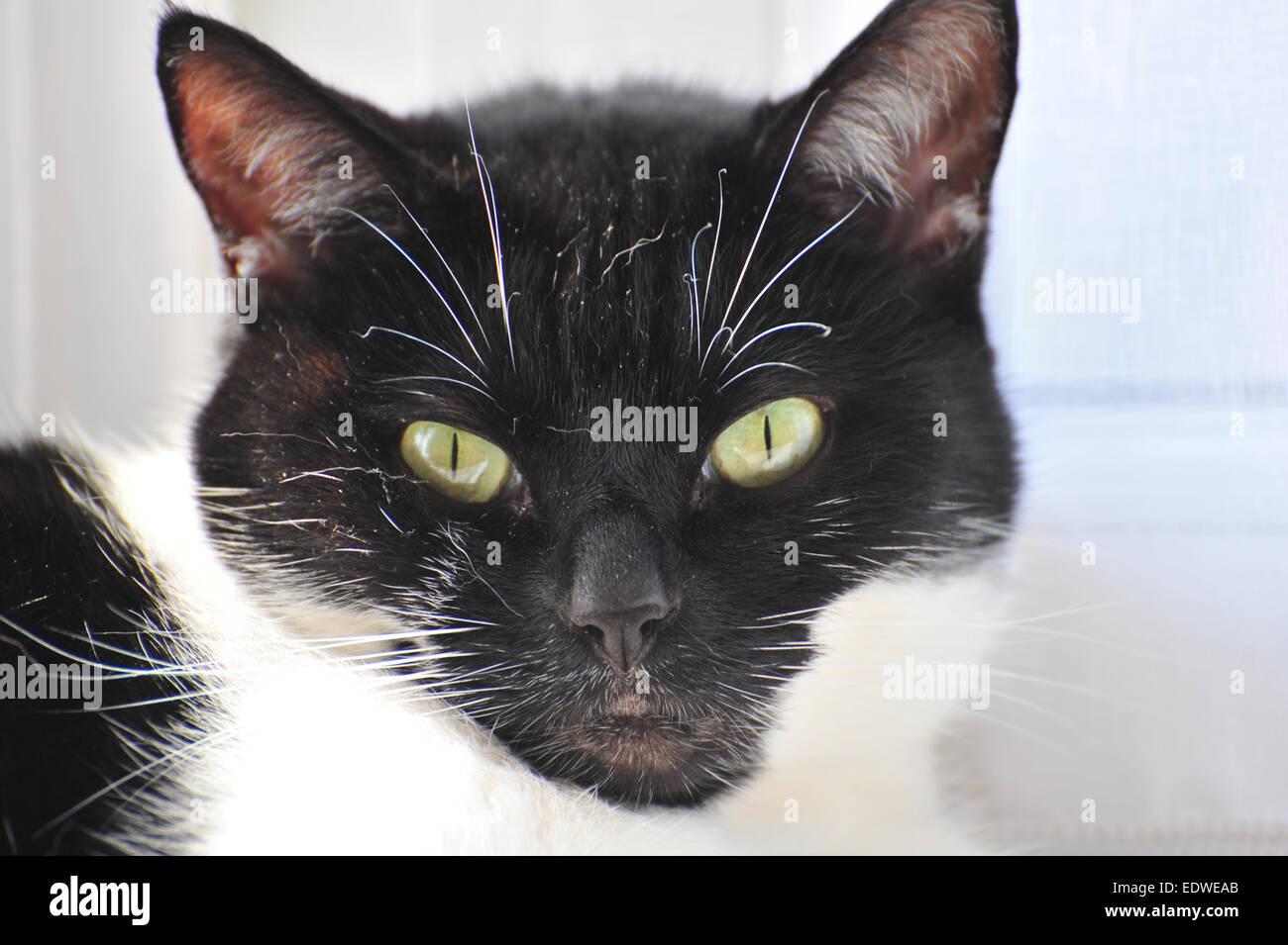 cat head shot Stock Photo - Alamy