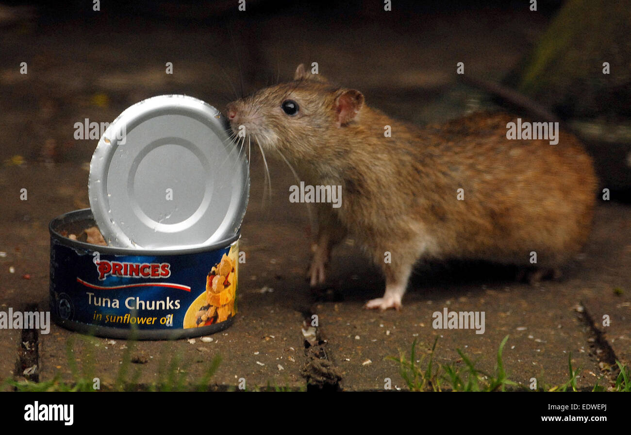 A BROWN RAT WITH A TIN OF TUNA CHUNKS Stock Photo - Alamy