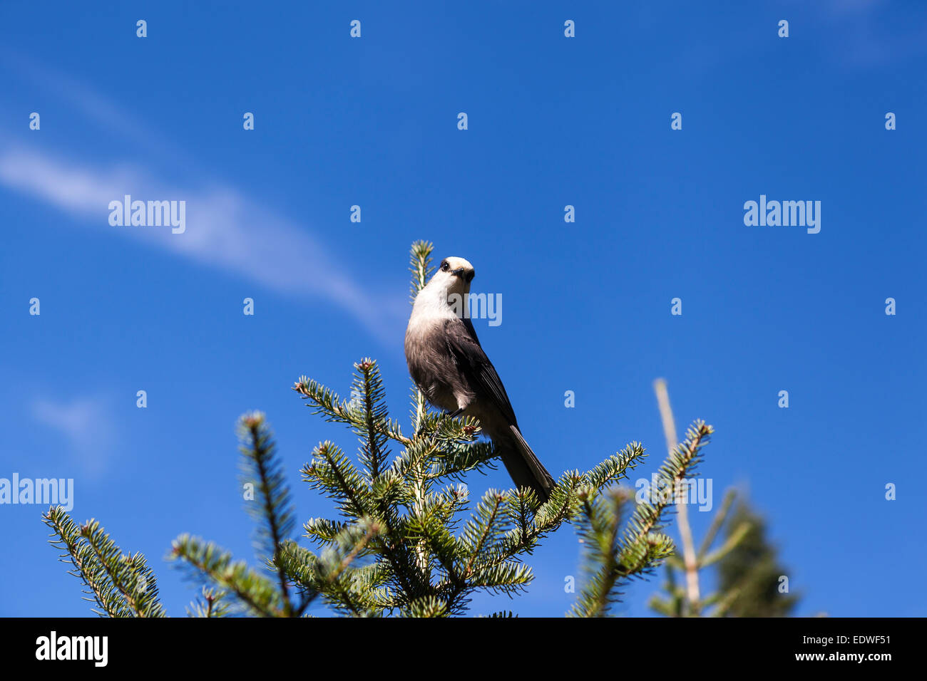 Canada jay, gray jay, whiskey jack, camp robber,Perisoreus canadensis ...