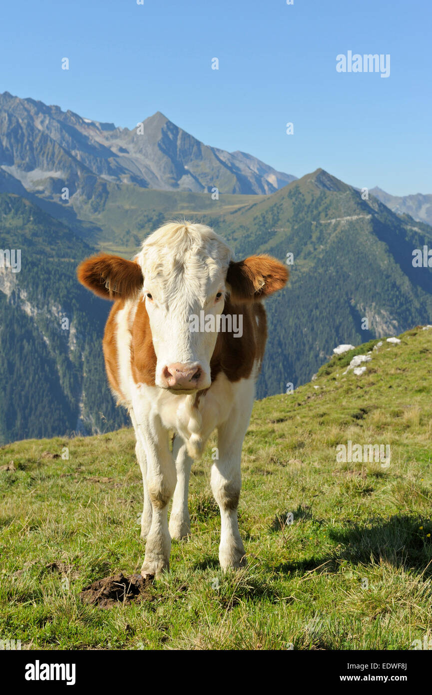 Tyrol pasture hi-res stock photography and images - Alamy