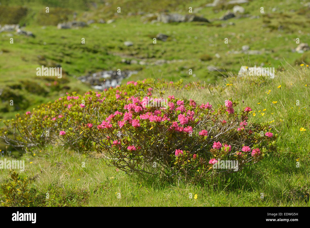 Alpenrose / Rhododendron ferrugineum, Valruck Alm,Tux alps, Tyrol ...
