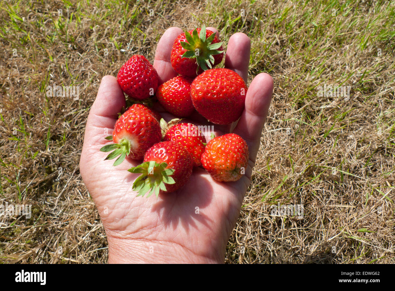 Hand and strawberries hi-res stock photography and images - Alamy