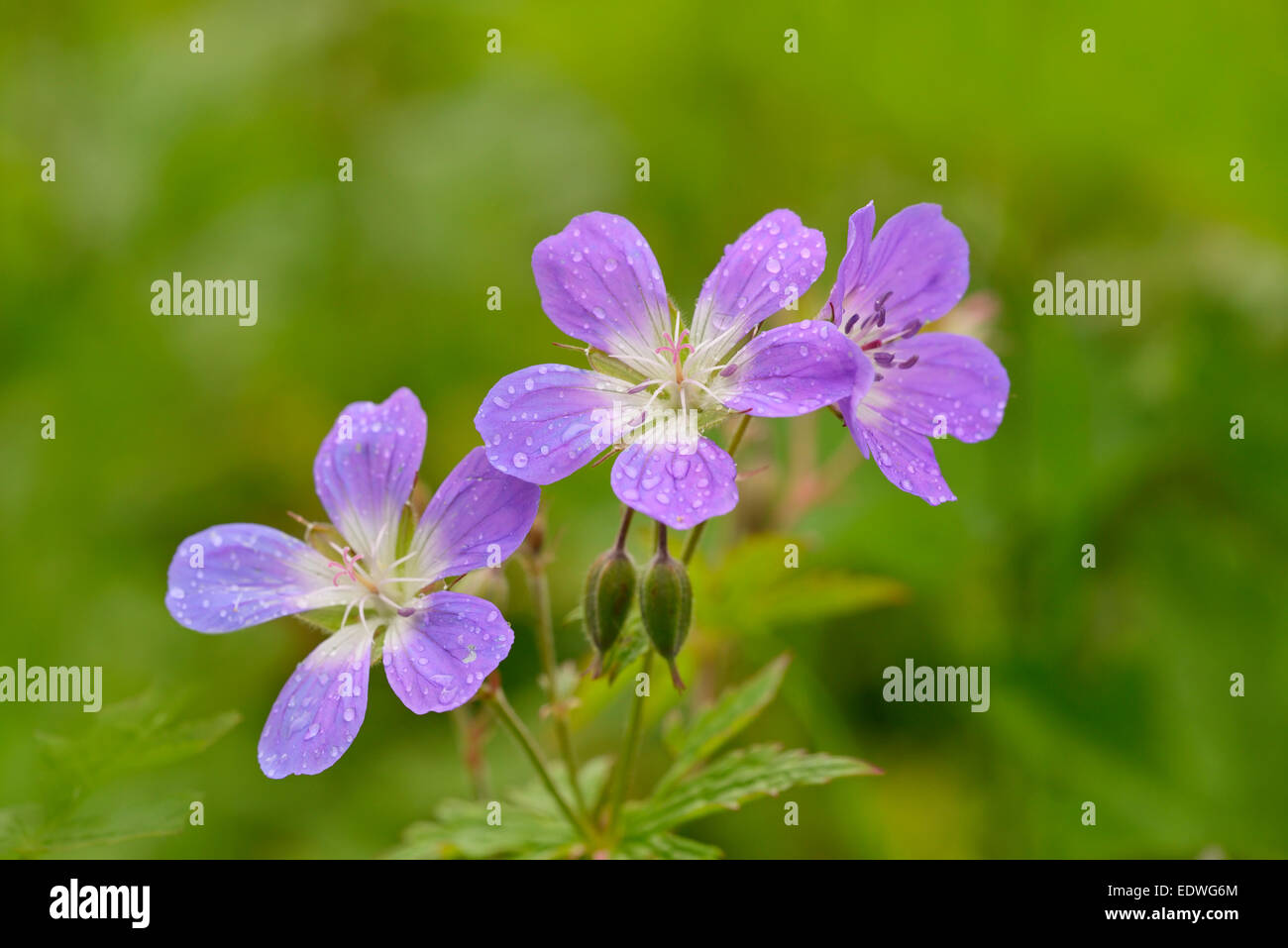 Geranium sylvaticum, Tux valley, Tyrol, Austria Stock Photo - Alamy