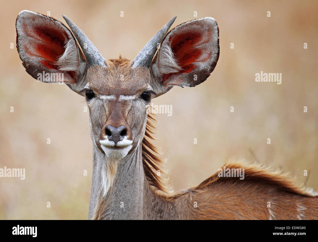 young Greater Kudu in South Africa, Tragelaphus strepsiceros Stock ...