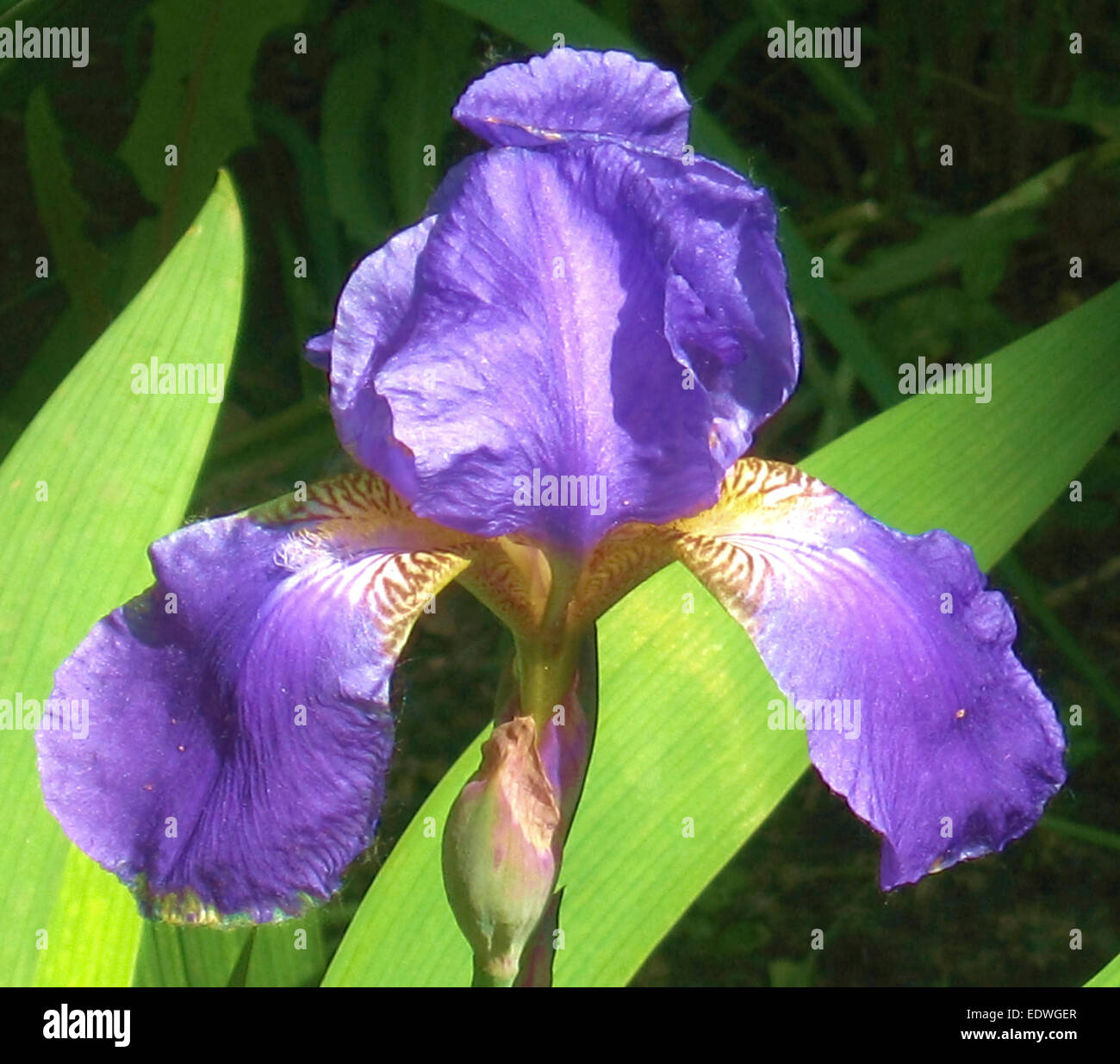 One single flower of blue iris on black background Stock Photo - Alamy