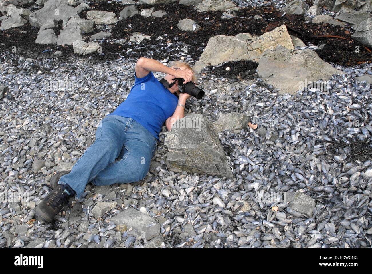 Taking pictures of sea shells on Maine shoreline Stock Photo - Alamy