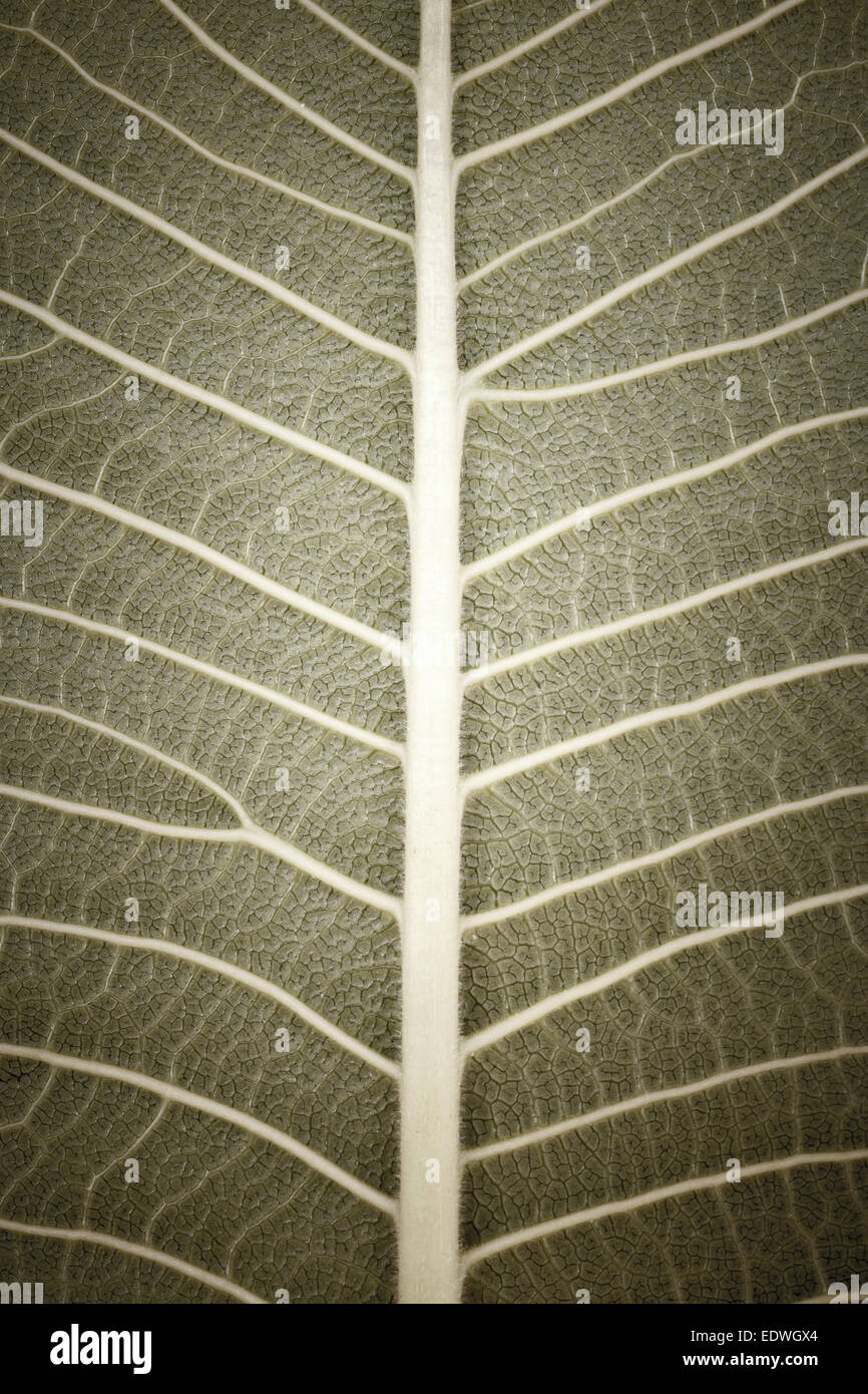 texture of leaf Stock Photo - Alamy