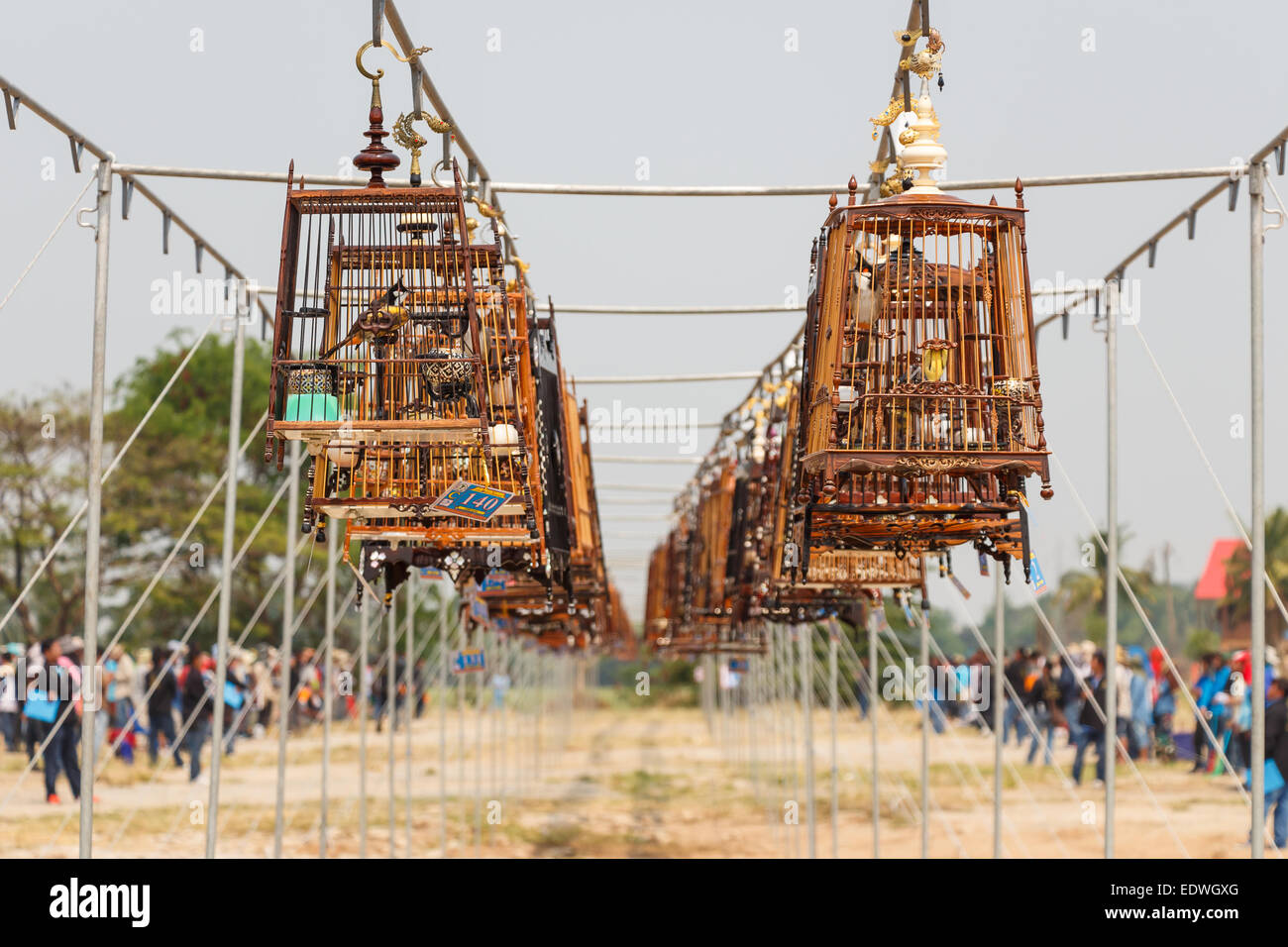 PHITSANULOK, THAILAND - MARCH 29, 2014. people look and cheer in "bird ...
