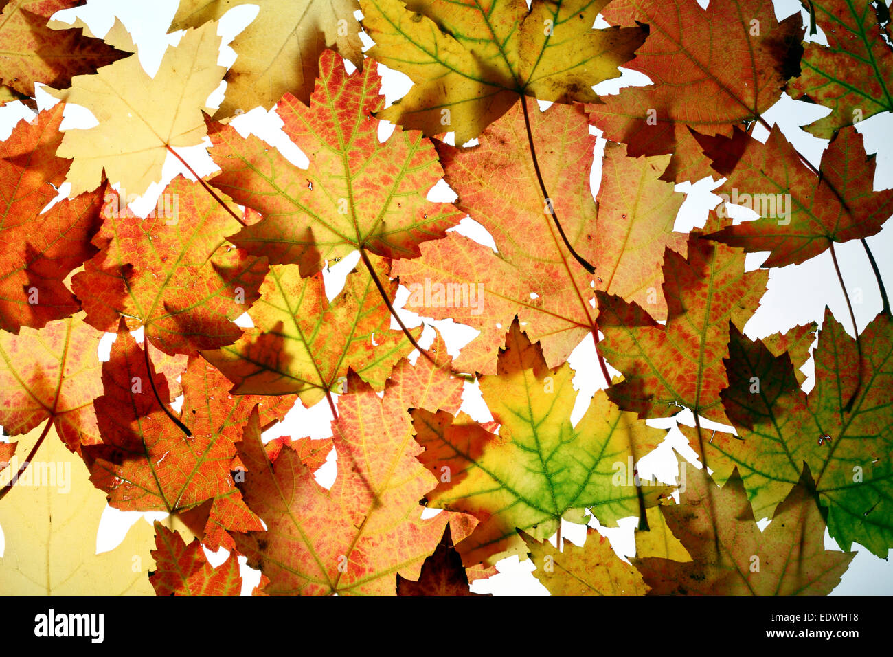 Autumn leaves, collage, (Acer saccharinum) maple leaves Stock Photo - Alamy