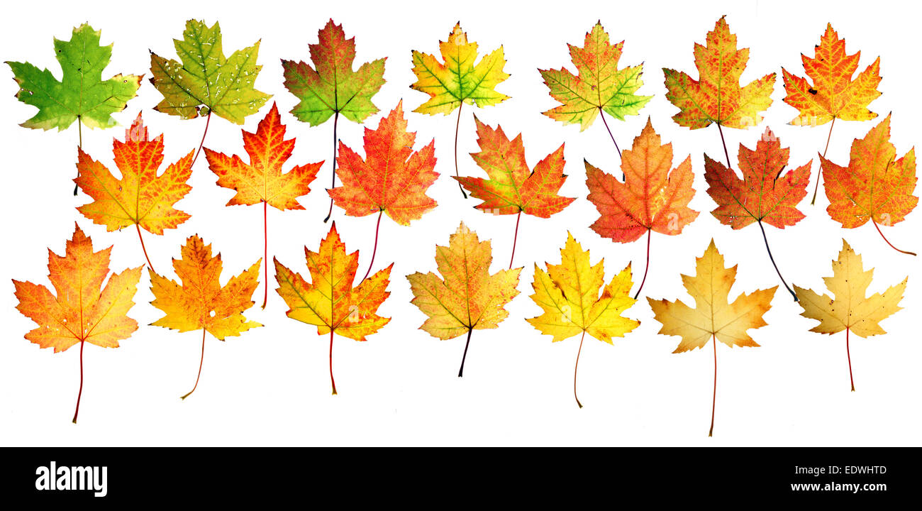 Leaves Collage High Resolution Stock Photography and Images - Alamy