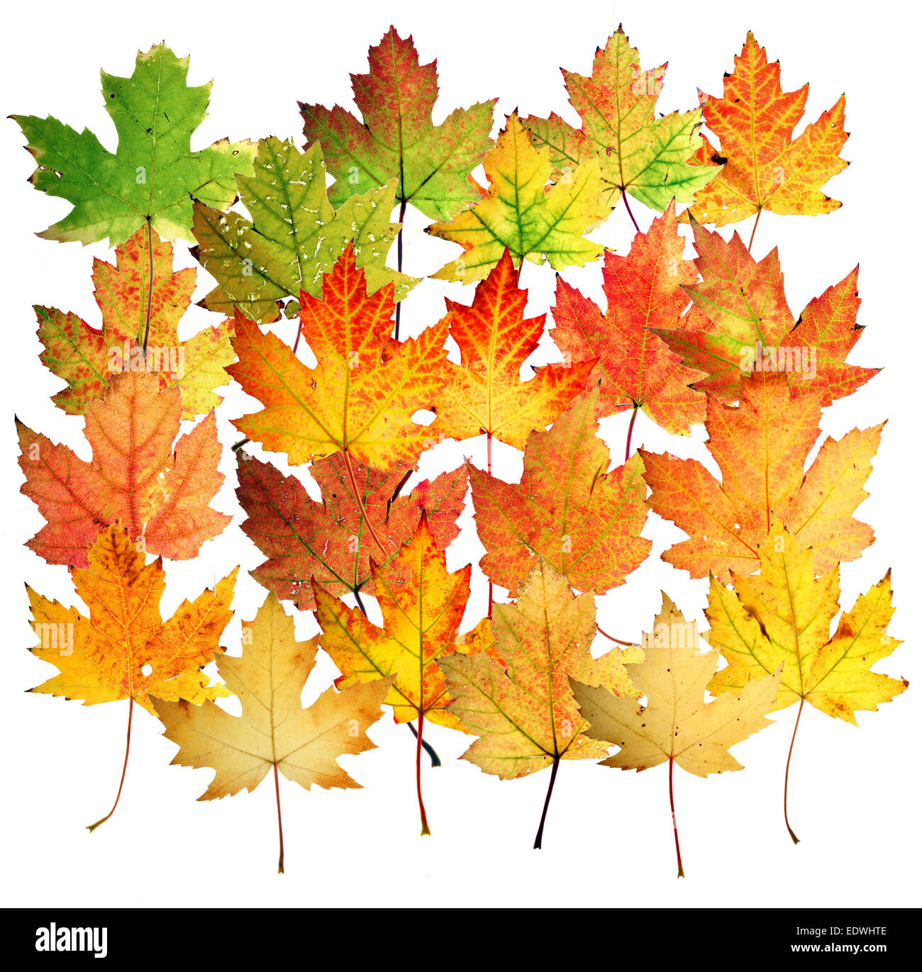 Autumn leaves collage hi-res stock photography and images - Alamy