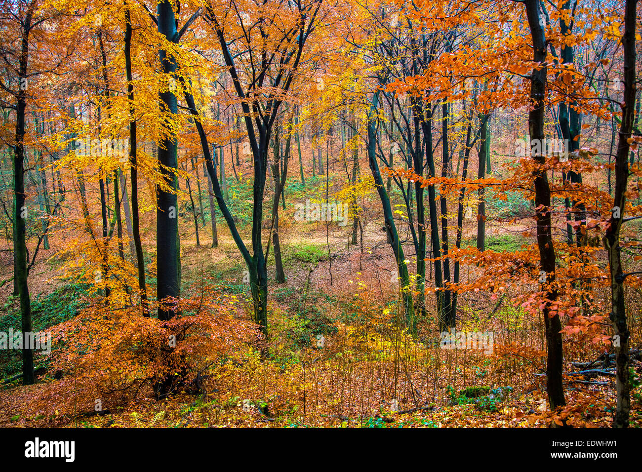 Colored batter hi-res stock photography and images - Alamy