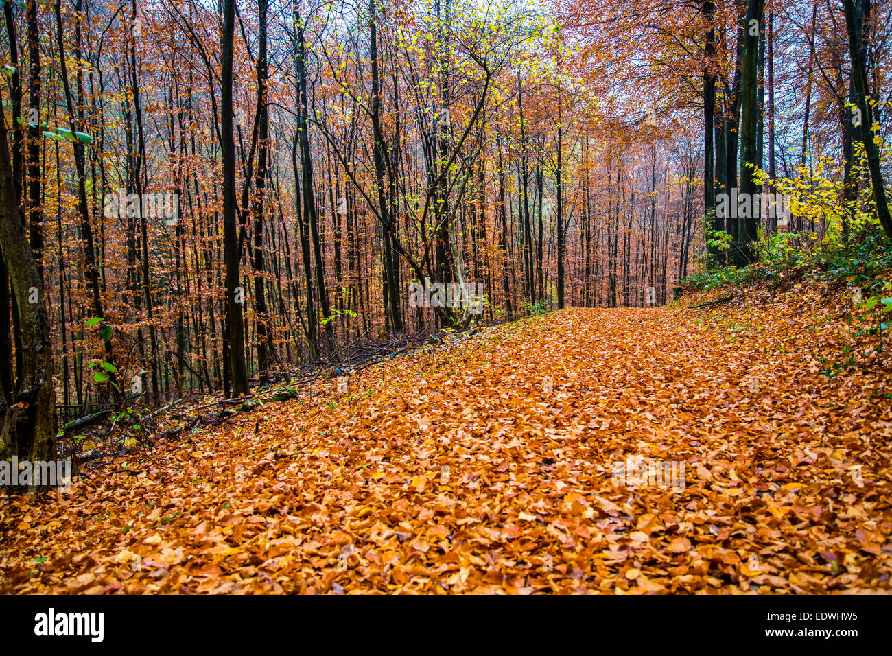 Autumn colored foliage forest hi-res stock photography and images - Alamy