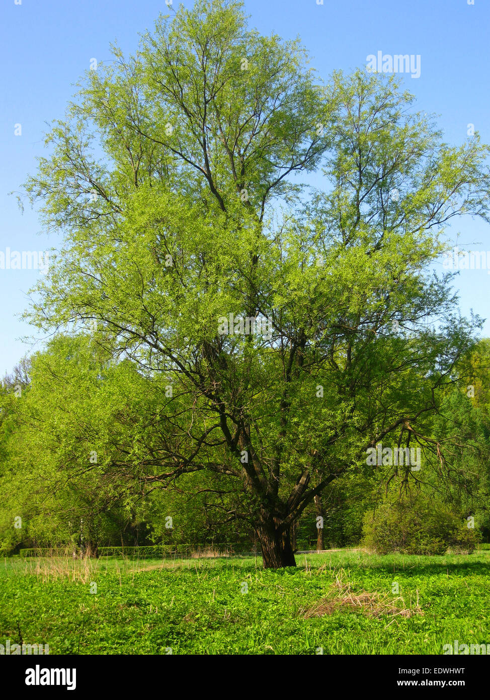 Summer landscape - big green tree on green meadow, forest behind Stock ...