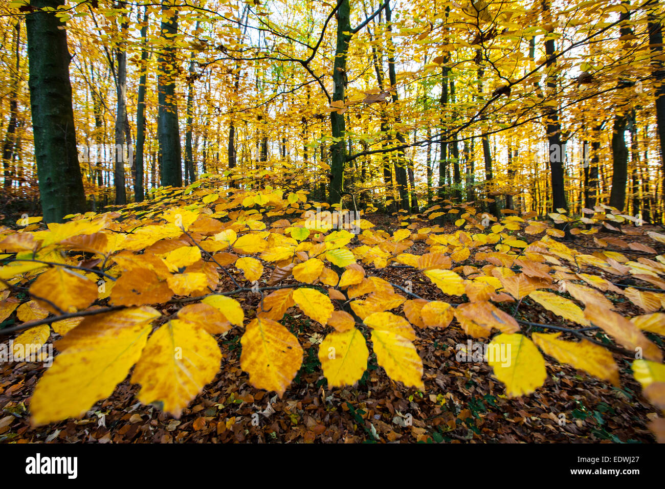 Landscape tree trees beech mixed forest hi-res stock photography and ...