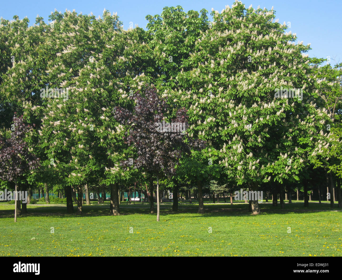 Big chestnut trees in blossom in park, spirng Stock Photo - Alamy
