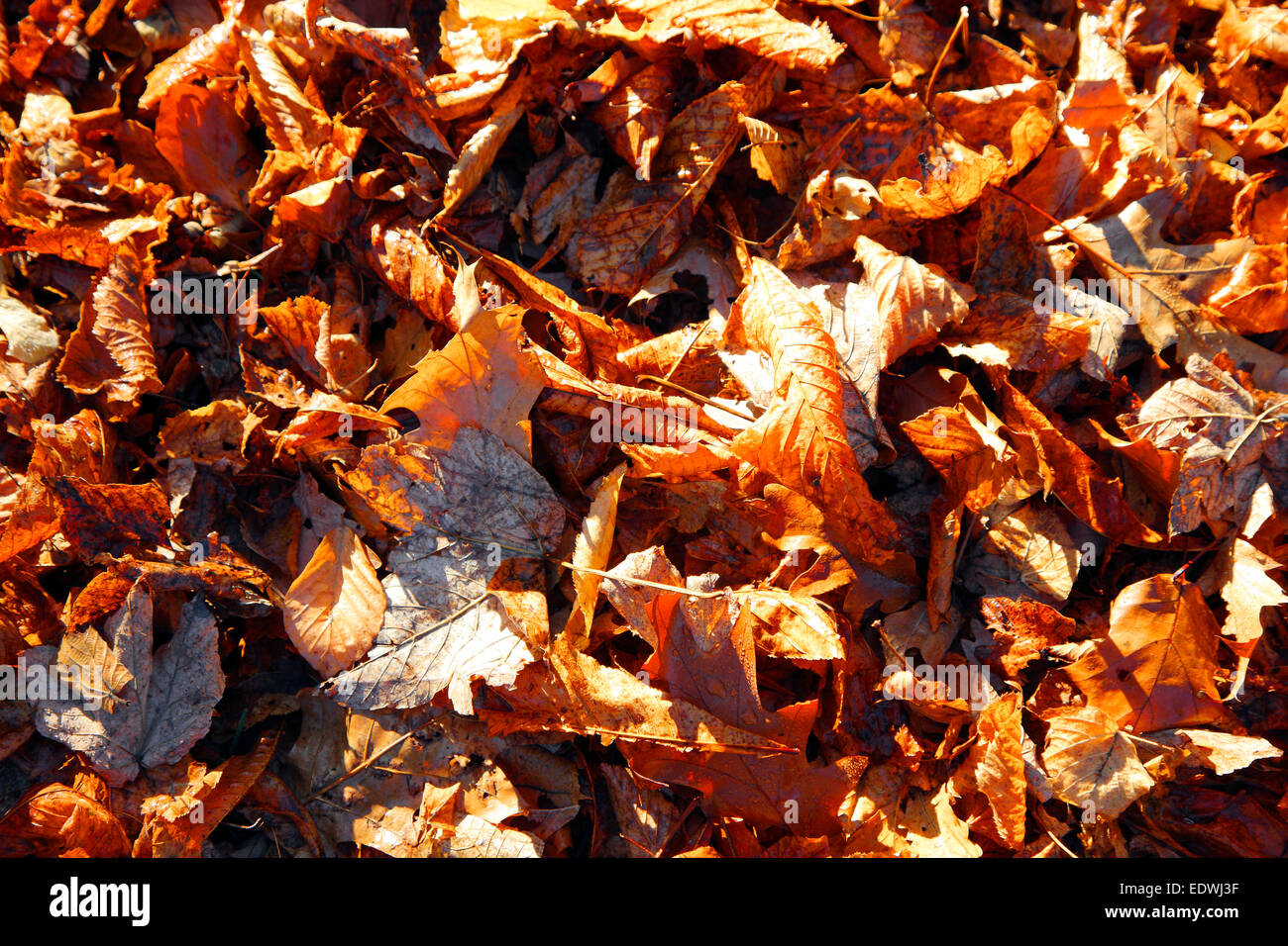Fall, autumn, foliage, leaves on the ground Stock Photo - Alamy