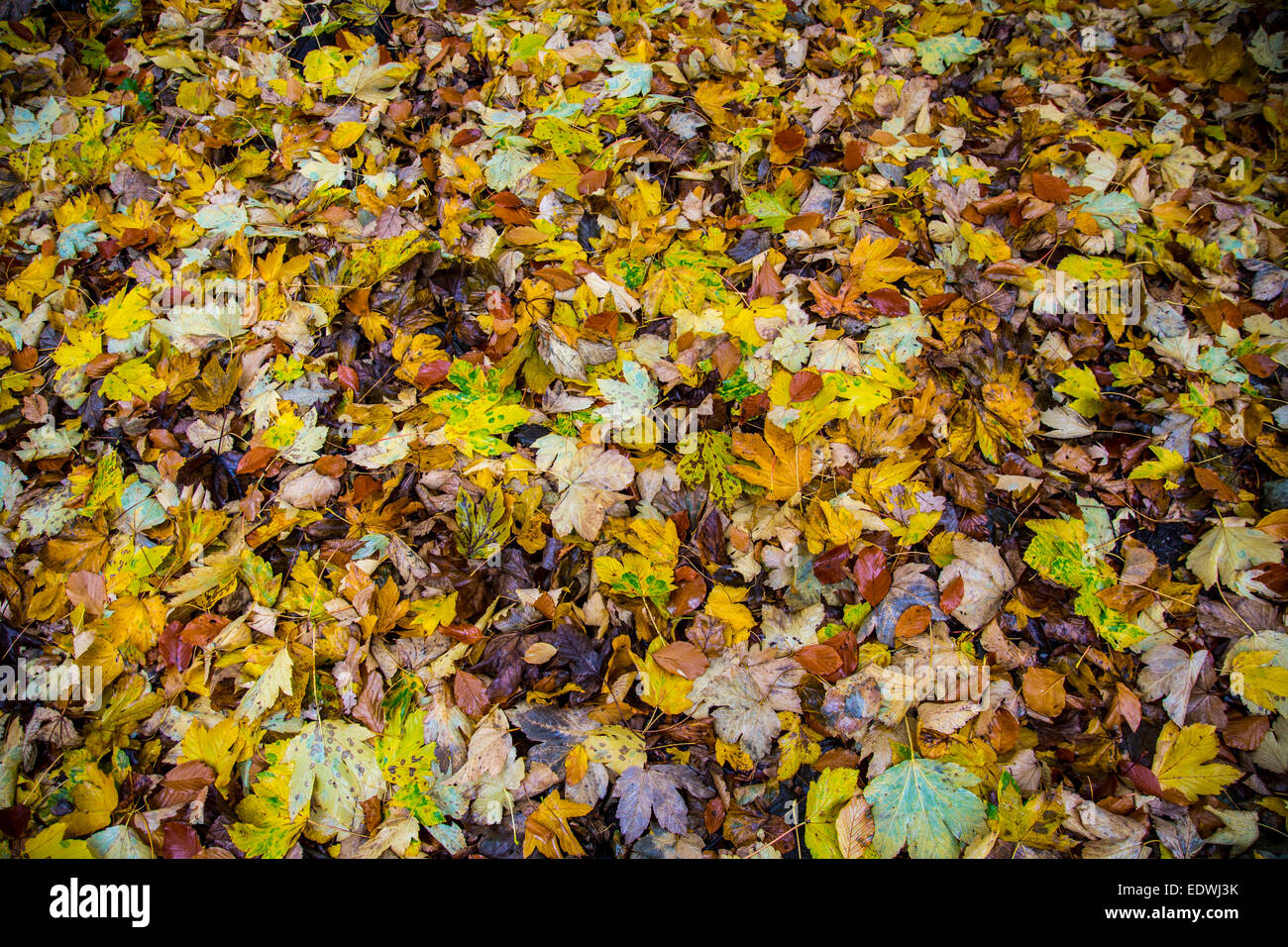 Fall, autumn, foliage, leaves on the ground Stock Photo - Alamy