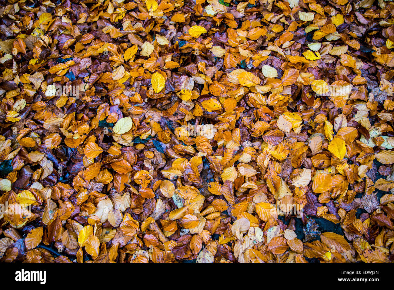 Fall, autumn, foliage, leaves on the ground Stock Photo - Alamy