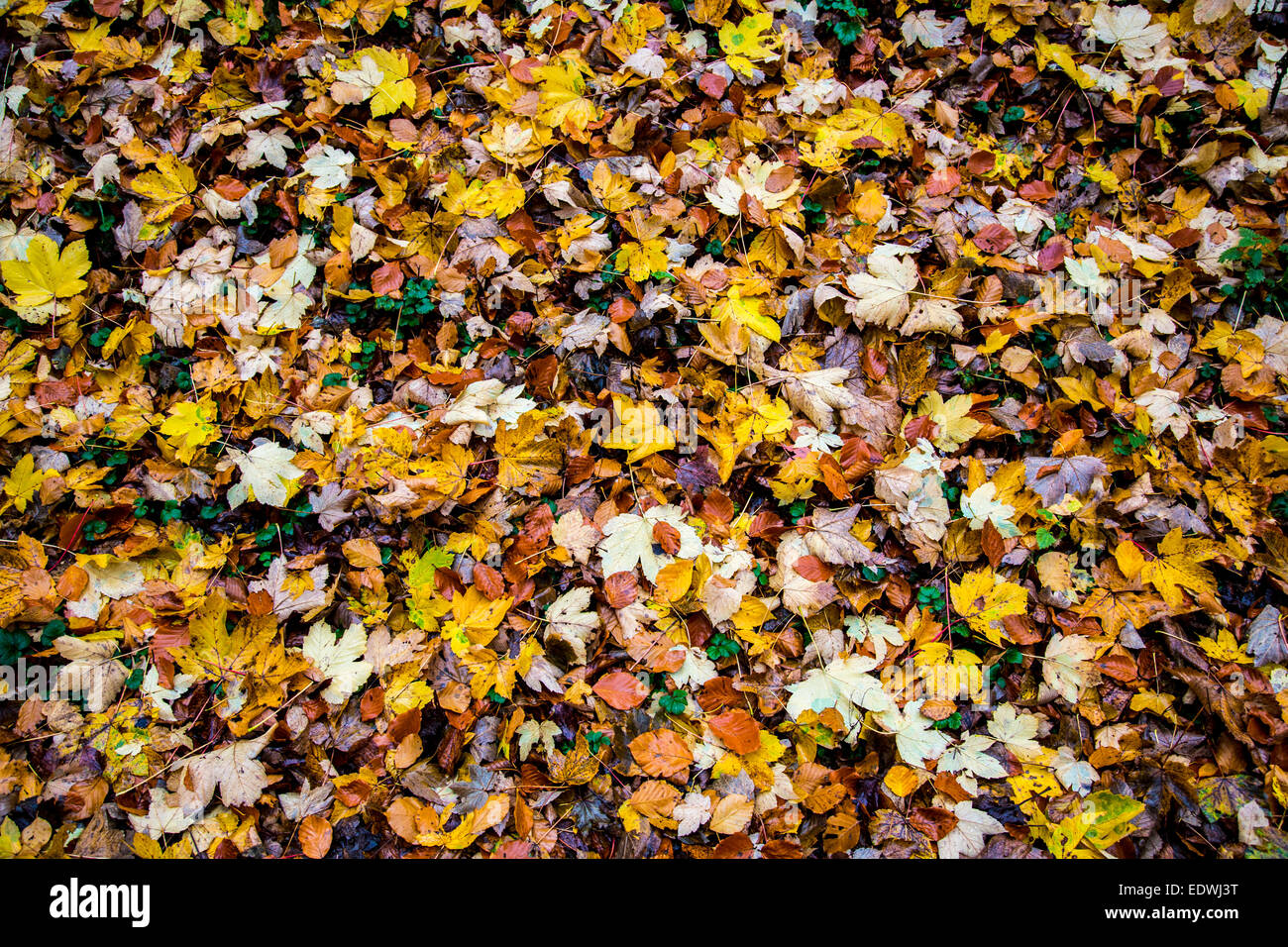 Fall, autumn, foliage, leaves on the ground Stock Photo - Alamy