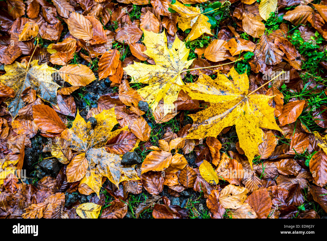 Fall, autumn, foliage, leaves on the ground Stock Photo - Alamy
