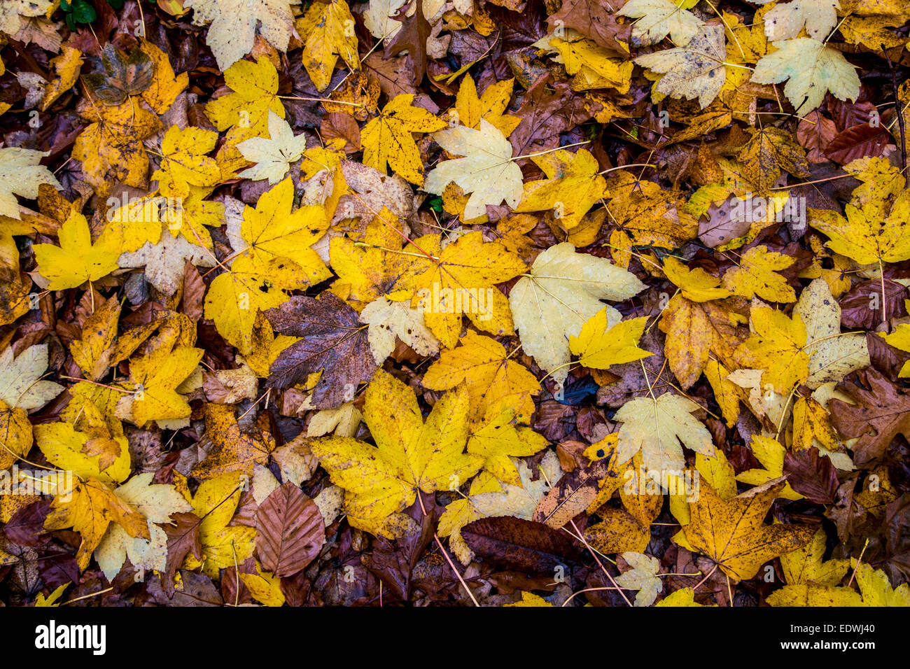 Fall, autumn, foliage, leaves on the ground Stock Photo - Alamy