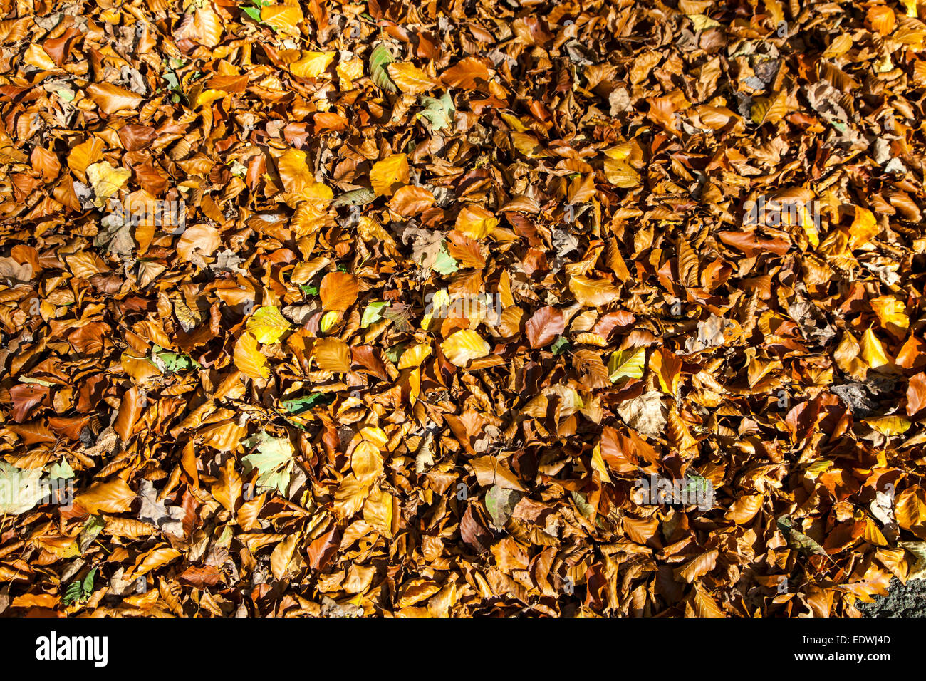 Fall, autumn, foliage, leaves on the ground Stock Photo - Alamy