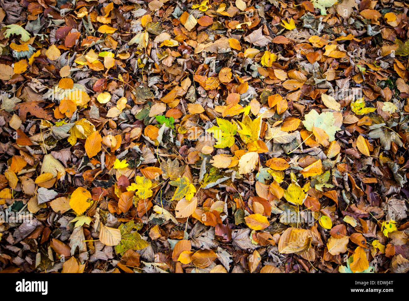 Fall, autumn, foliage, leaves on the ground Stock Photo - Alamy