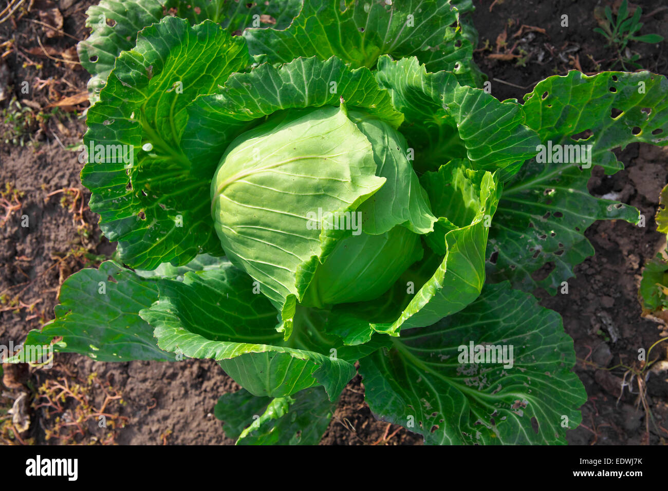 Natural cabbage in organic hi-res stock photography and images - Alamy