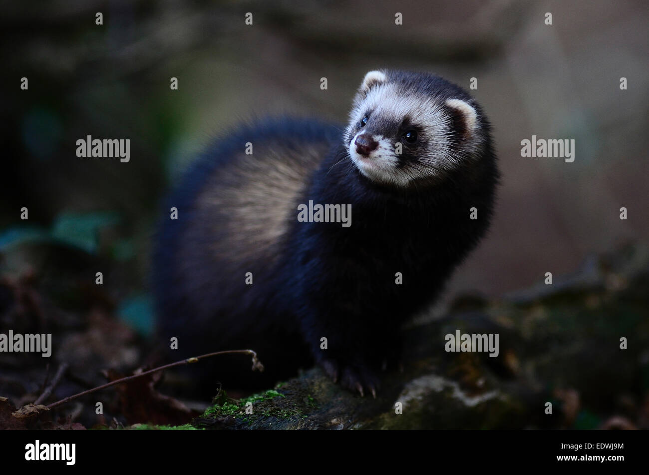 Polecat hunting along hedgerow Stock Photo - Alamy