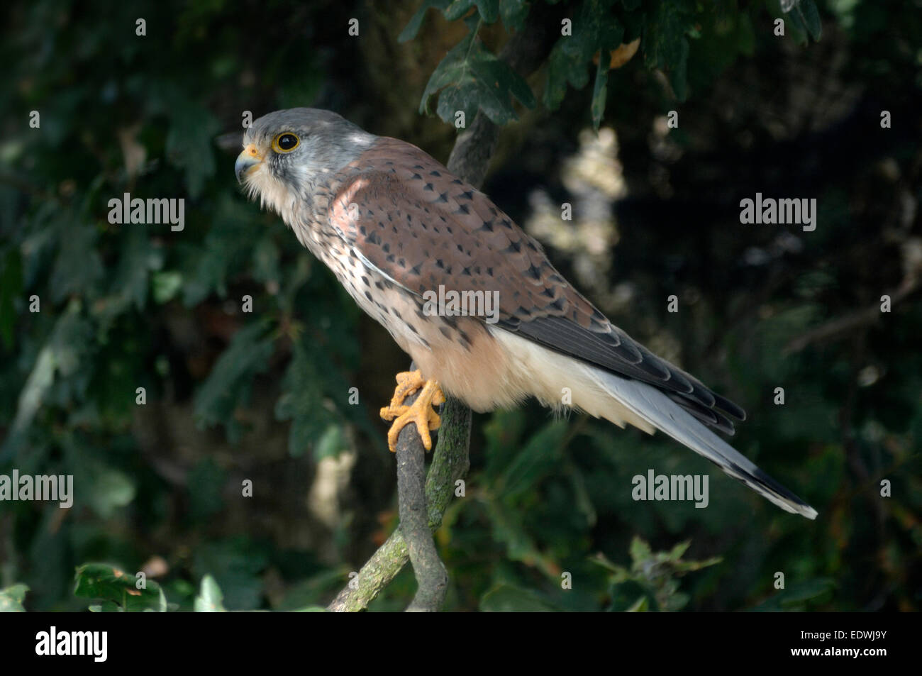 Male hunter not know hi-res stock photography and images - Alamy