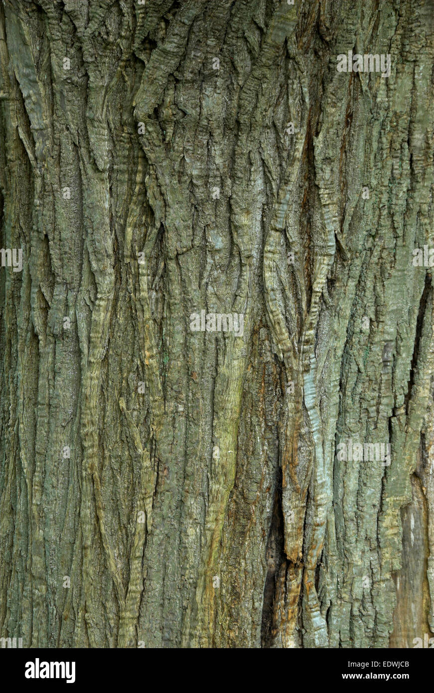 Detail of bark on main trunk of sweet chestnut tree in field near Upton ...
