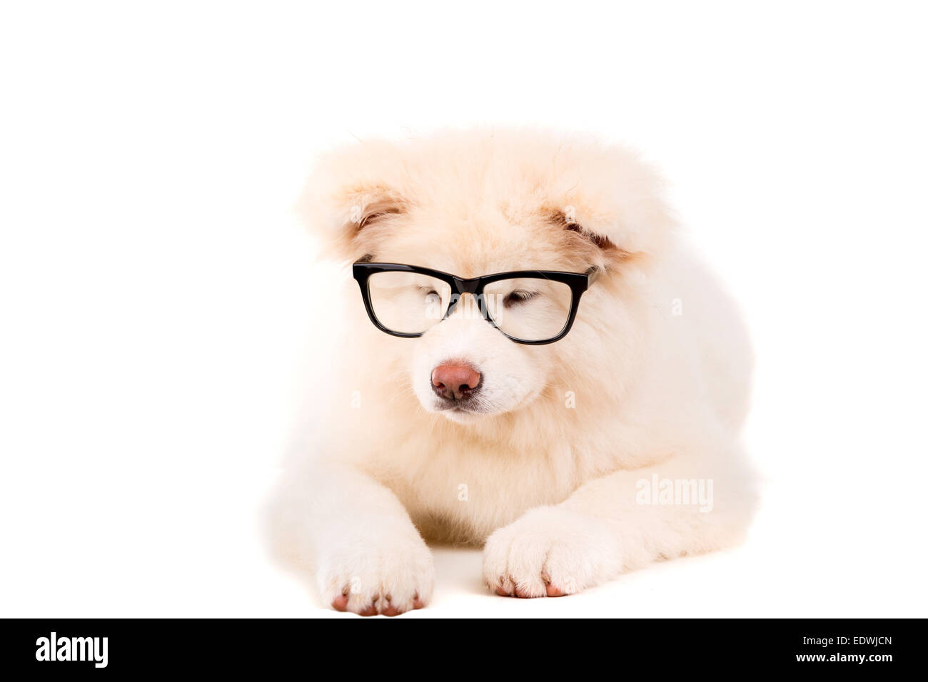 Studio shot beautiful akita Cut Out Stock Images & Pictures - Alamy