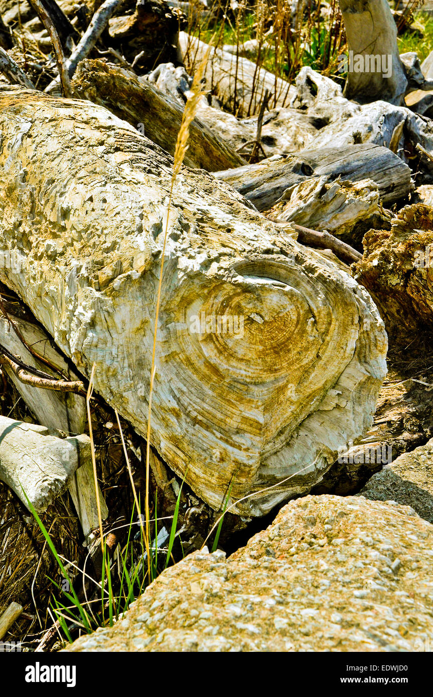 Snags ring hi-res stock photography and images - Alamy