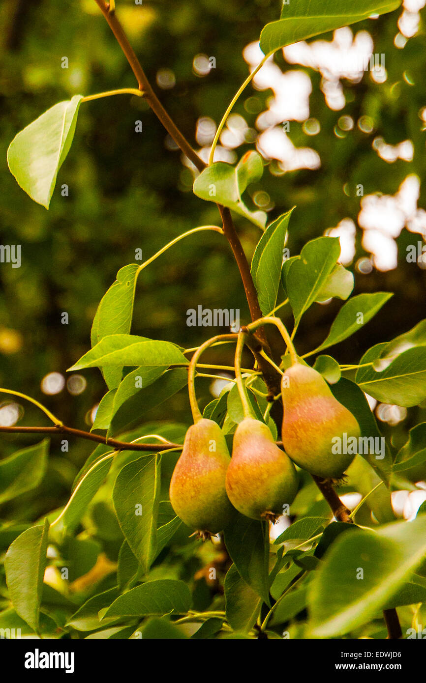 Pear trio hi-res stock photography and images - Alamy