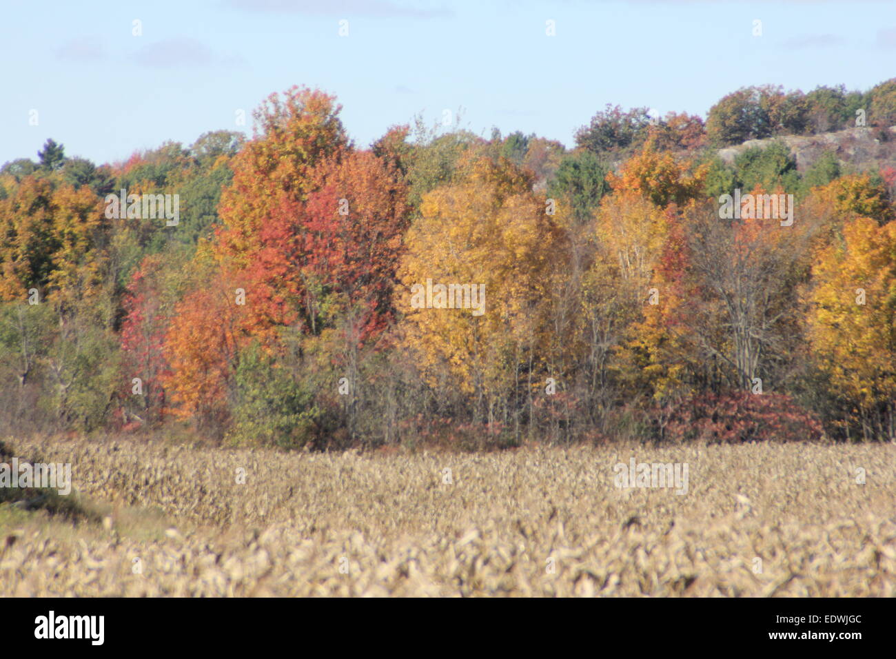 Trees along the edge of a crop field changing to autumn colors Stock ...