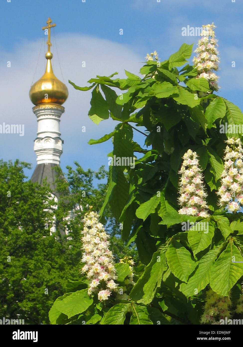 top of orthodox church with cross and flowers of chestnut tree on blue ...