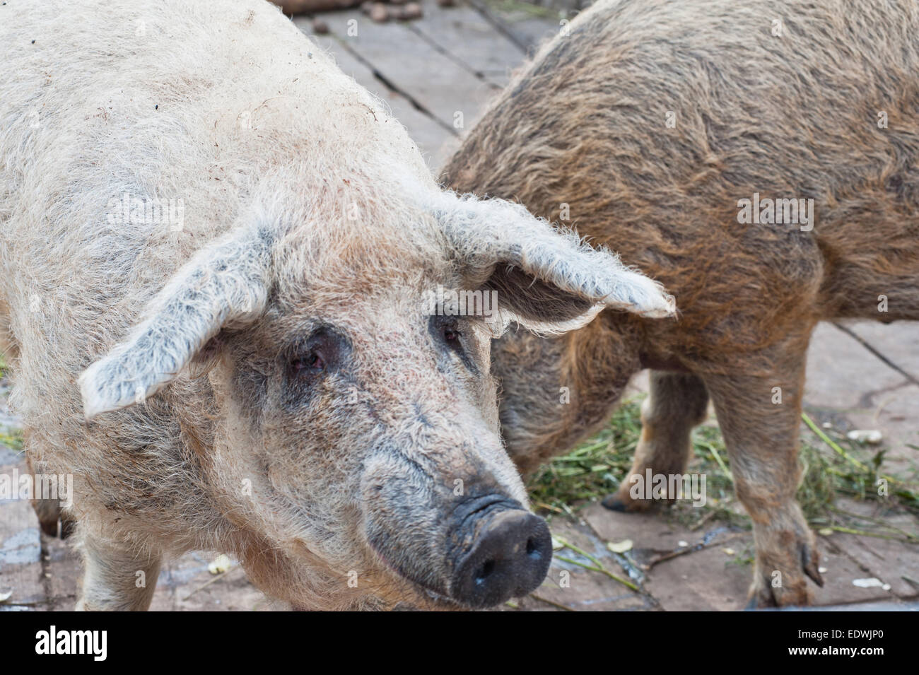 Pigs farm big barn hi-res stock photography and images - Alamy