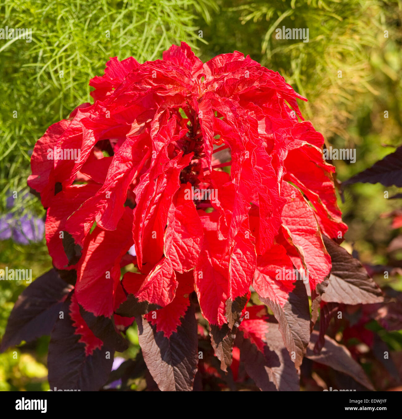 Coleus Red Plant High Resolution Stock Photography and Images - Alamy