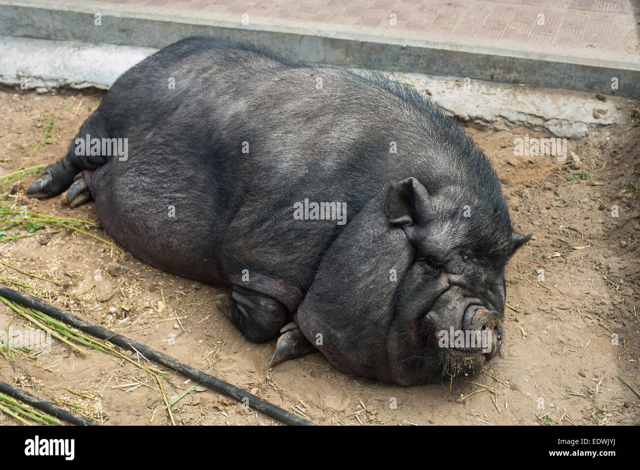 Pig bucket hi-res stock photography and images - Alamy