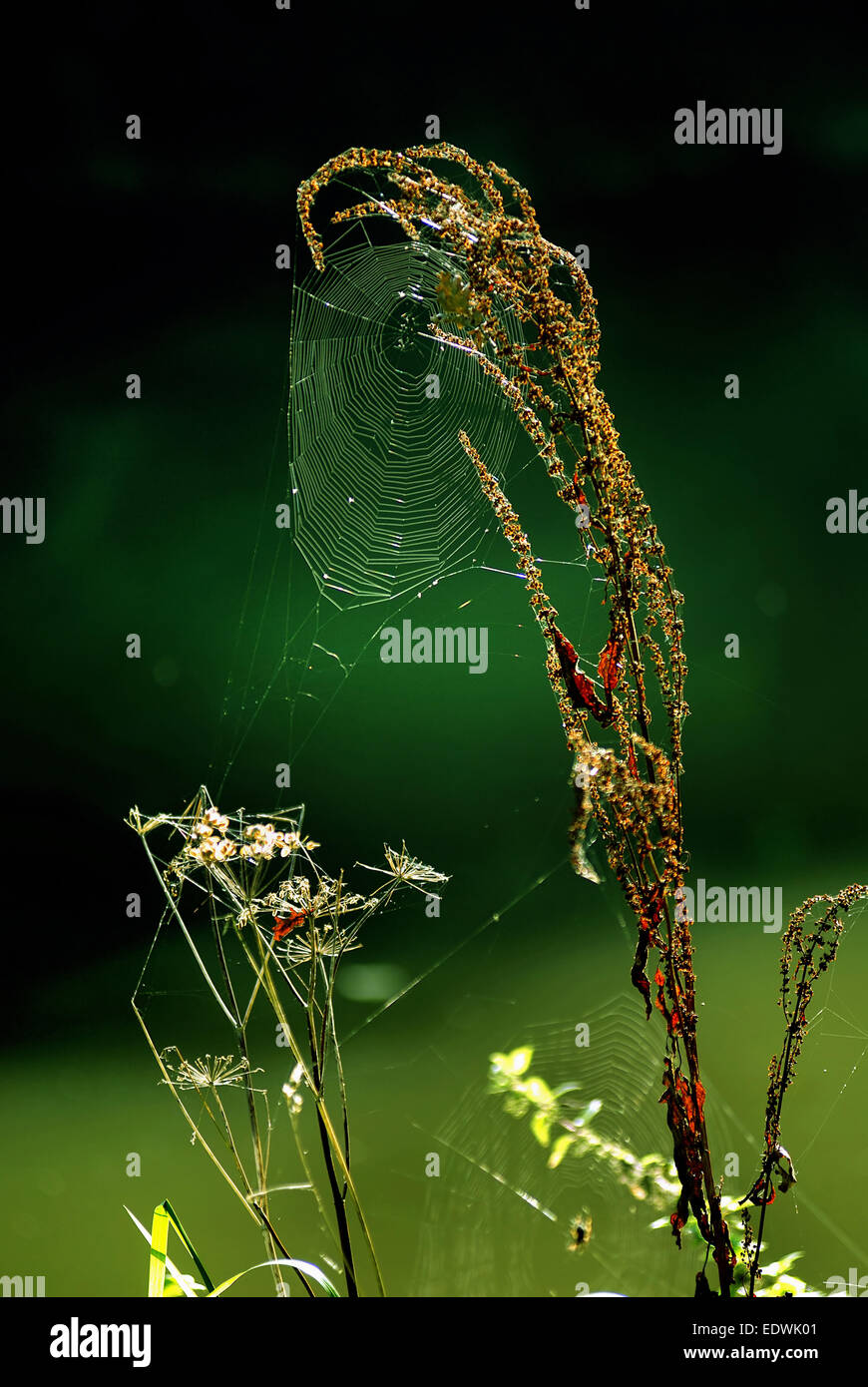 Spiders web attached to plant Stock Photo - Alamy