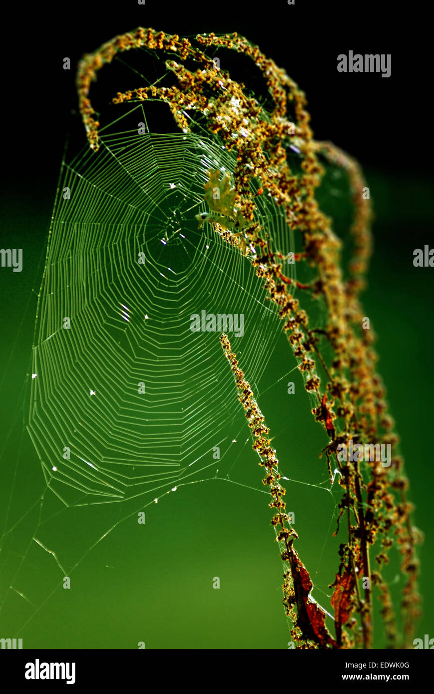 Spiders web attached to plant Stock Photo - Alamy